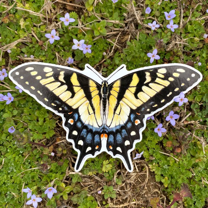 Eastern Tiger Swallowtail Butterfly Sticker – Urban Birding Supply